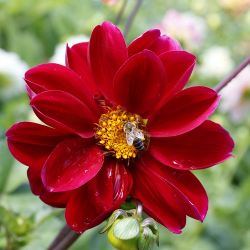 Cocoşii nadoleni (VI) - Literatura de azi